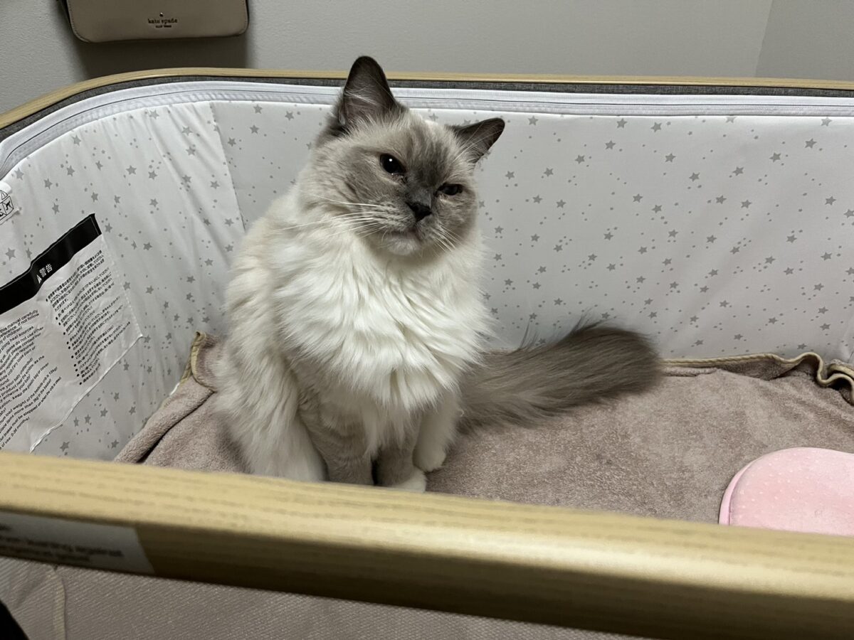 しまうまプリントの口コミは本当？3年使ってみて分かった失敗例と注意点 | ぴいのメモひろば